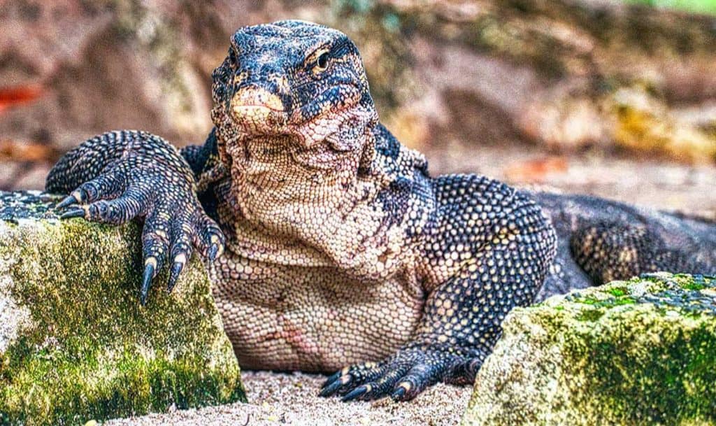 Komodo Island Tours from Labuan Bajo (Land/Sea) Cruise Komodo